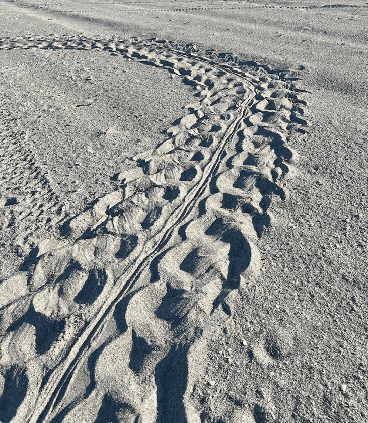 What is a false crawl from a sea turtle? - SANIBEL-CAPTIVA - Island ...